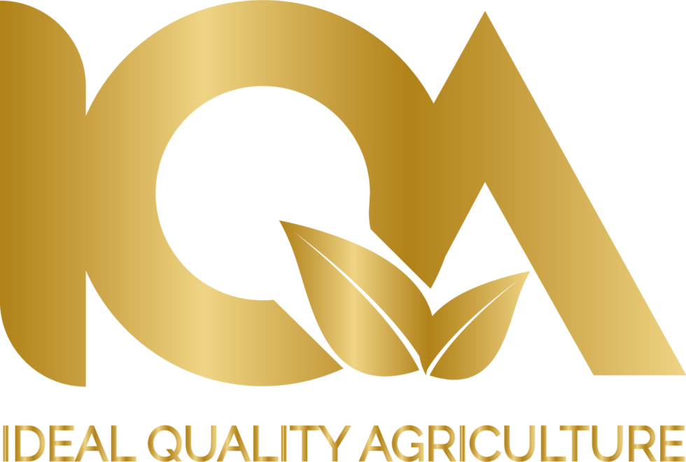 IQA | My WordPress Blog